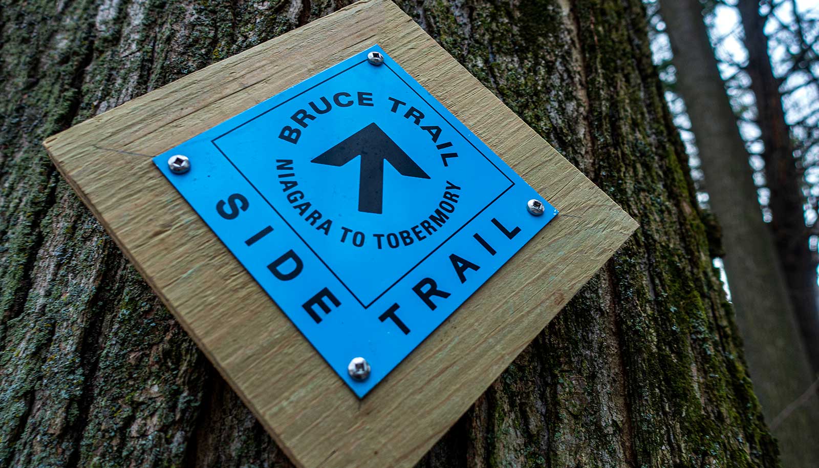 What blue and white blaze marks of the Bruce Trail mean?