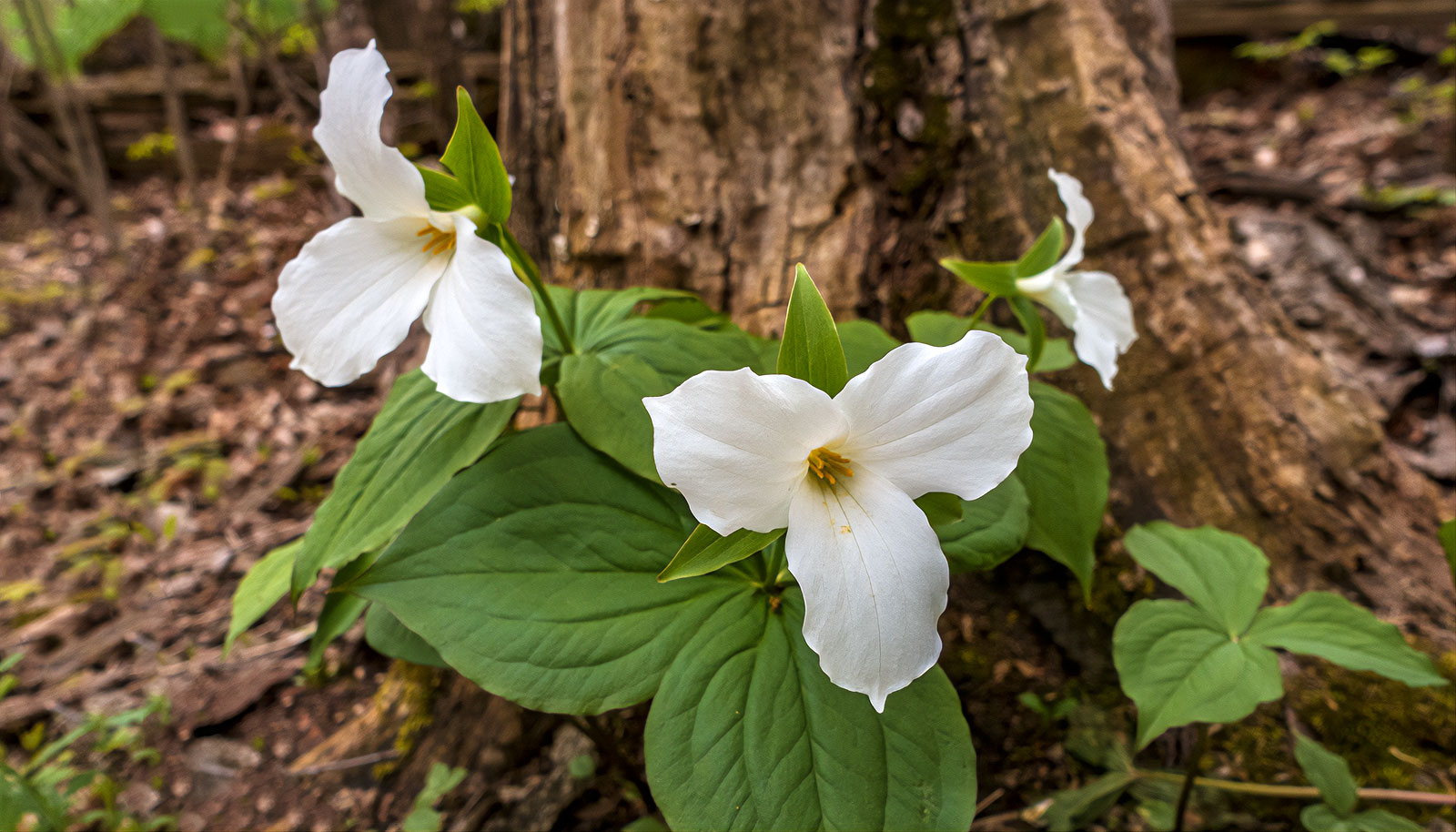 Trillium is official flower of the province of Ontario
