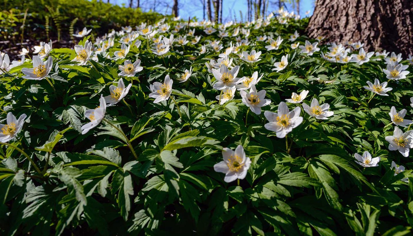 What are the first plants to bloom in the Spring in Ontario?