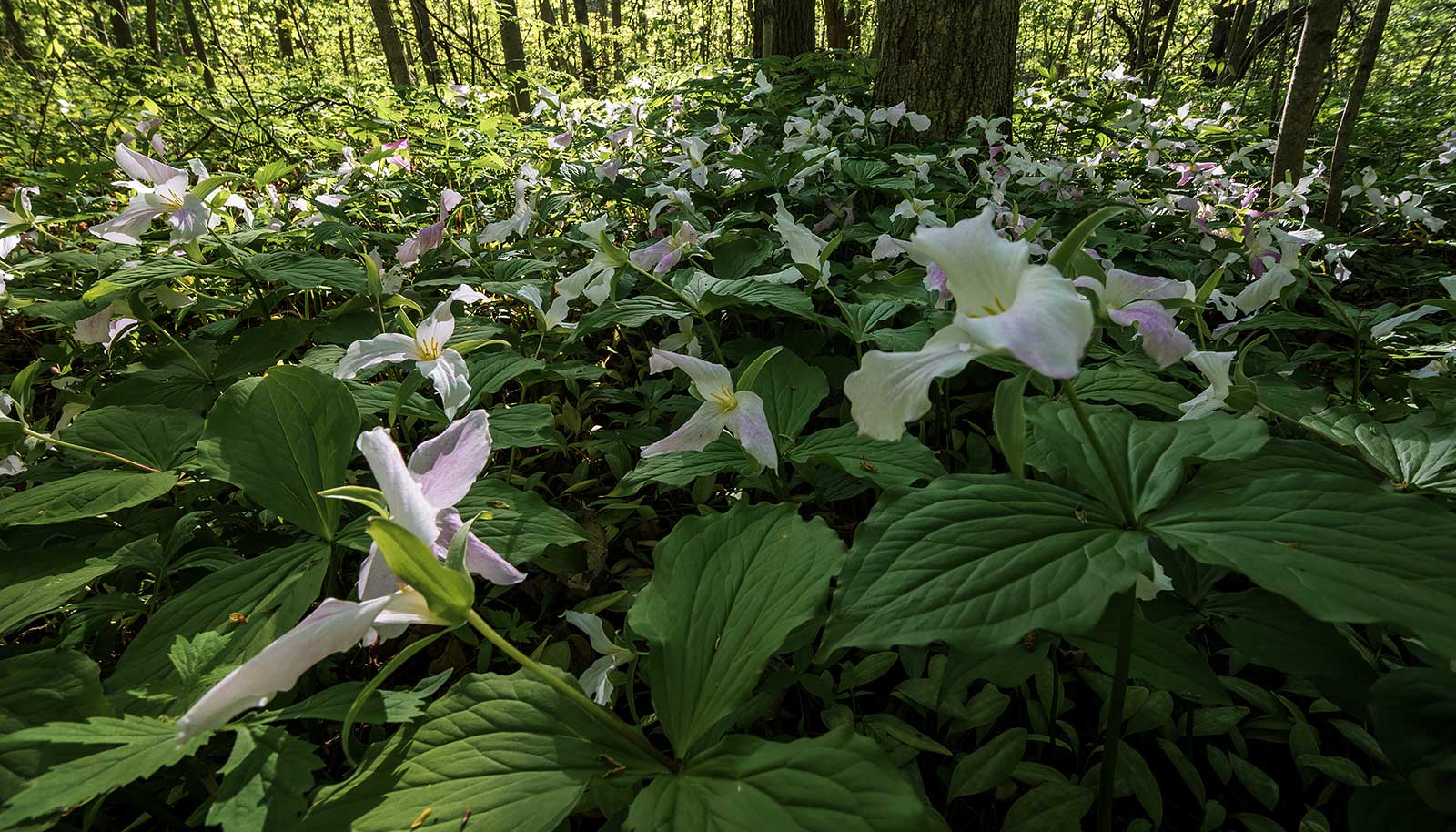 What are the first plants to bloom in the Spring in Ontario?